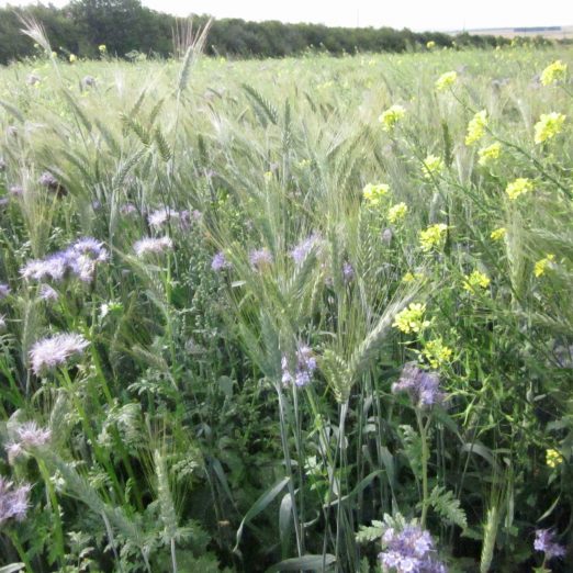 Game Cover & Conservation Crops