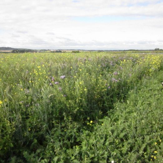 Game Cover & Conservation Crops