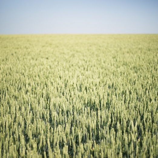 Wheat Varieties