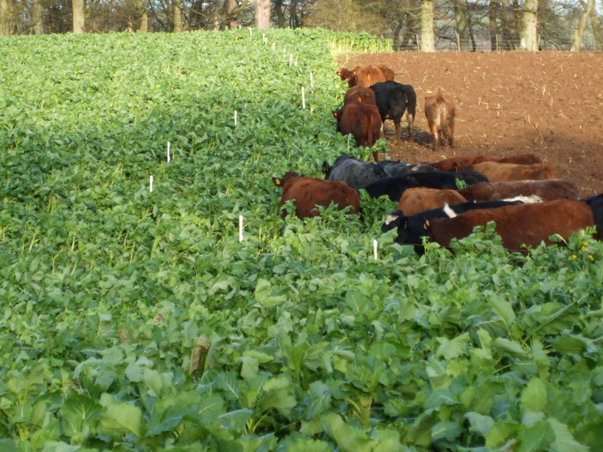 Brassicas & Fodder Crops