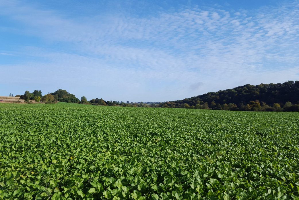 Crop Husbandry & Fertiliser Requirements for Fodder Crop Establishment