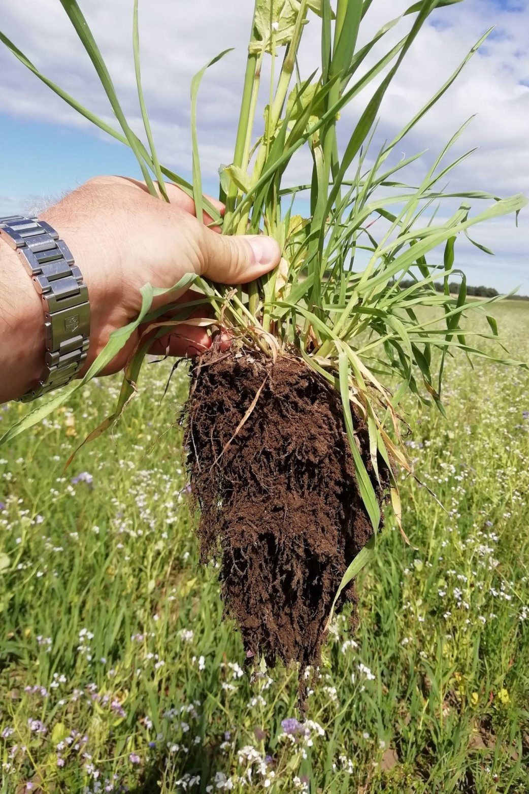 Cover Crops