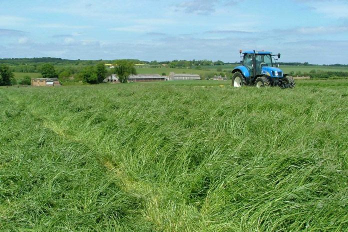 Organic Grass Mixtures