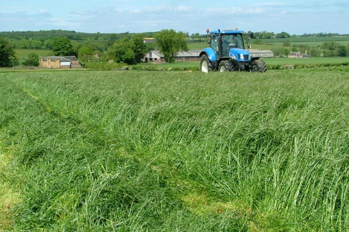 Short Term Grass Mixtures