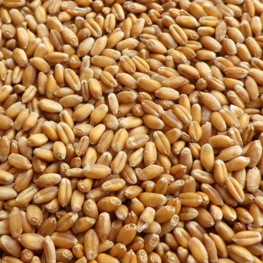 Wheat Varieties