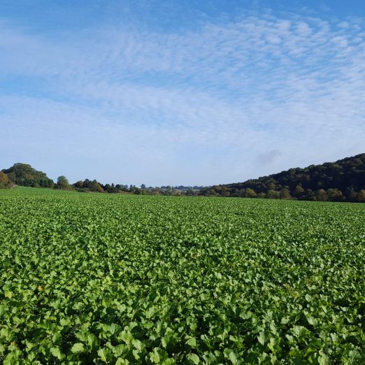 Brassica & Fodder Crop Varieties